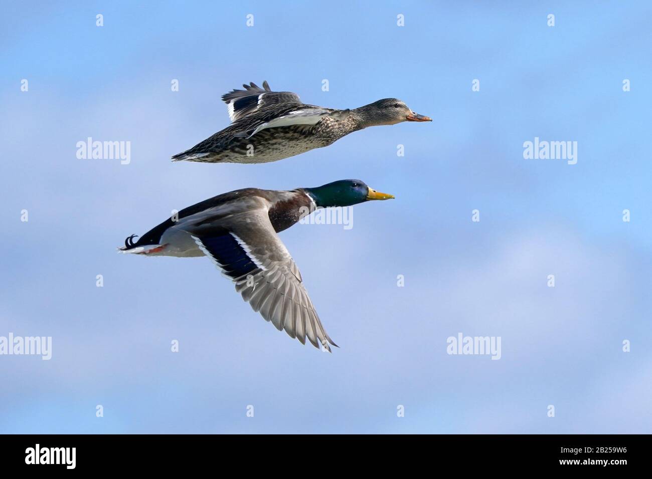 Mallard ducks flying in front hi-res stock photography and images - Alamy