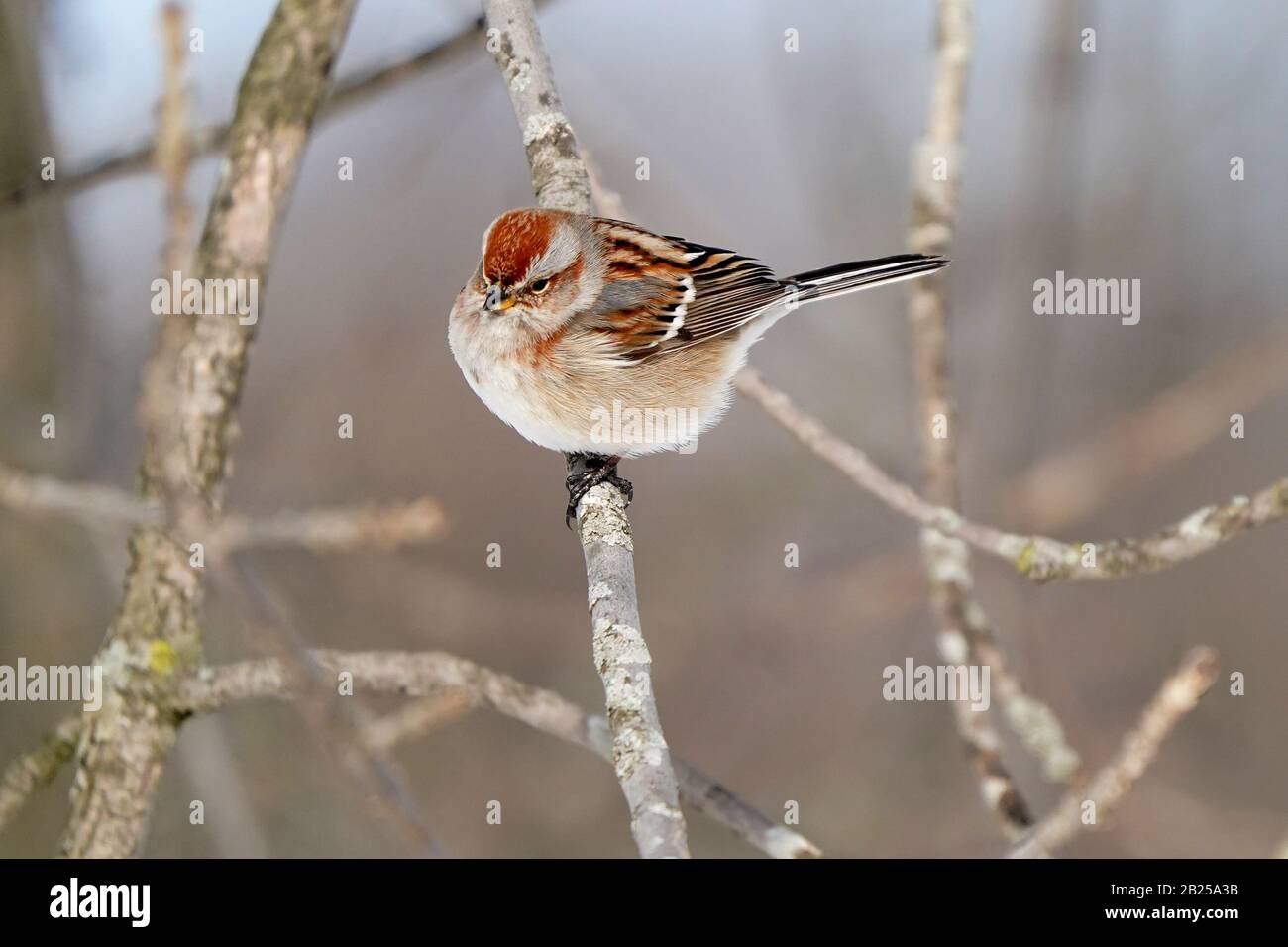 Tree Sparrow in Winter woolies Stock Photo - Alamy