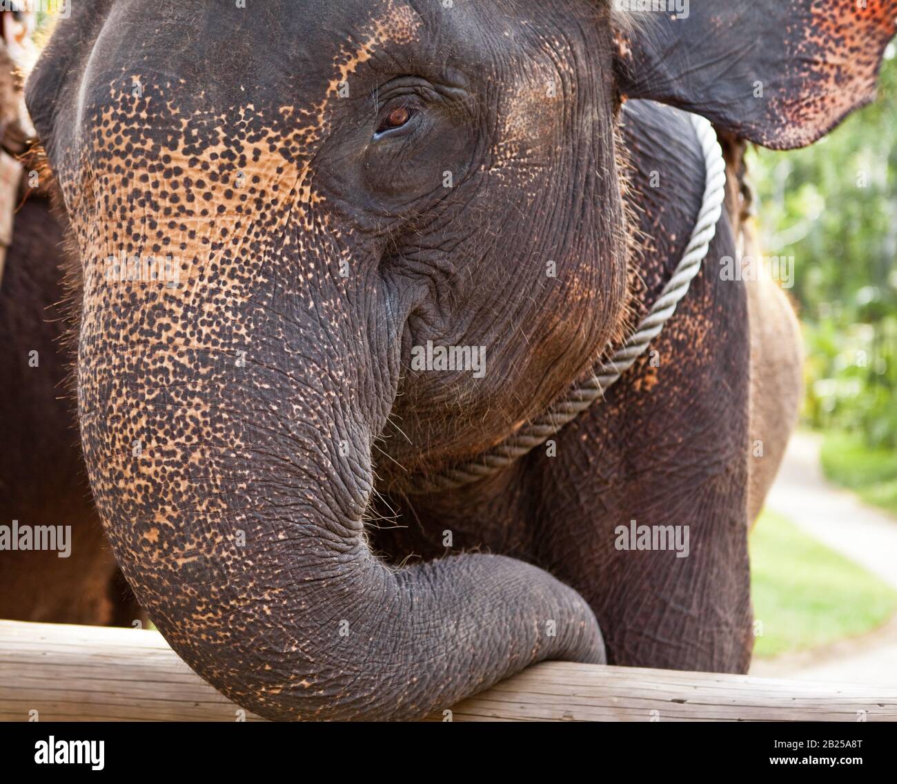 Asian elephants trees india hi-res stock photography and images - Alamy