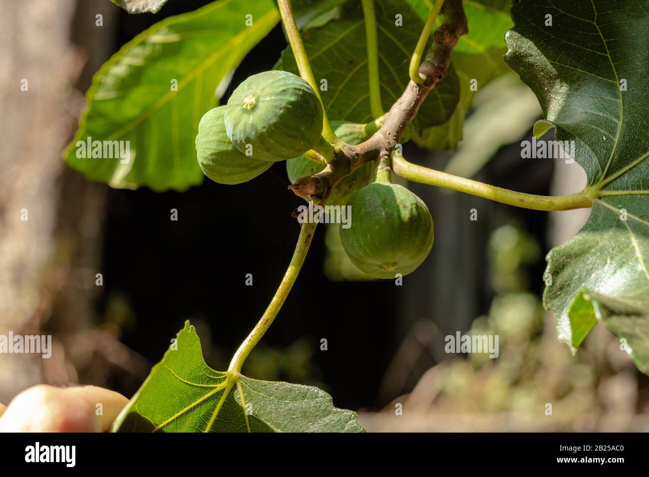 Fig tree fruit hi-res stock photography and images - Alamy