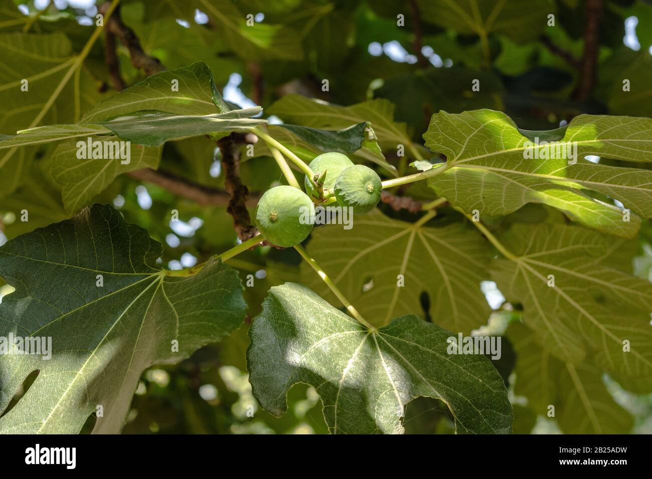 Fig tree. Green unripe figs are growing on fruit tree branch with lush ...