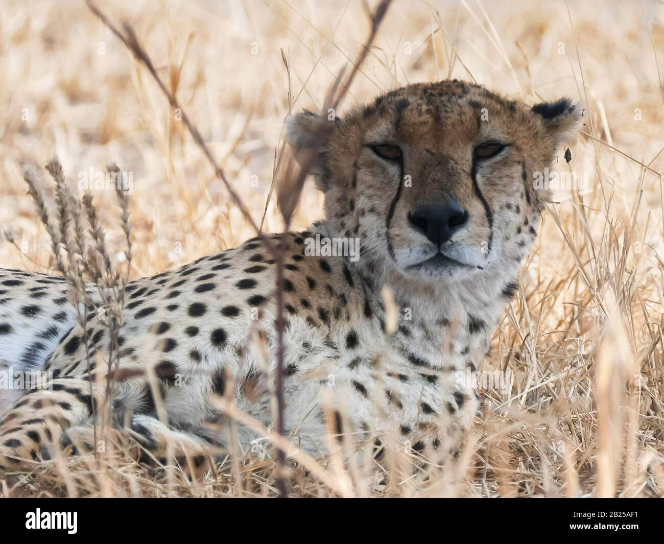 a sleepy cheetah laying down at tarangire Stock Photo - Alamy