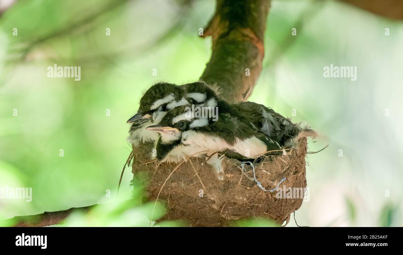 Australian bird nest hi-res stock photography and images - Alamy