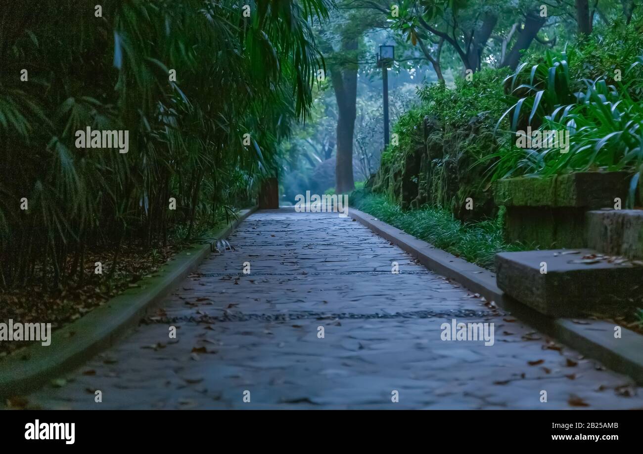 Trail in the park. Green trees plants. Stone path. Suitable for a ...