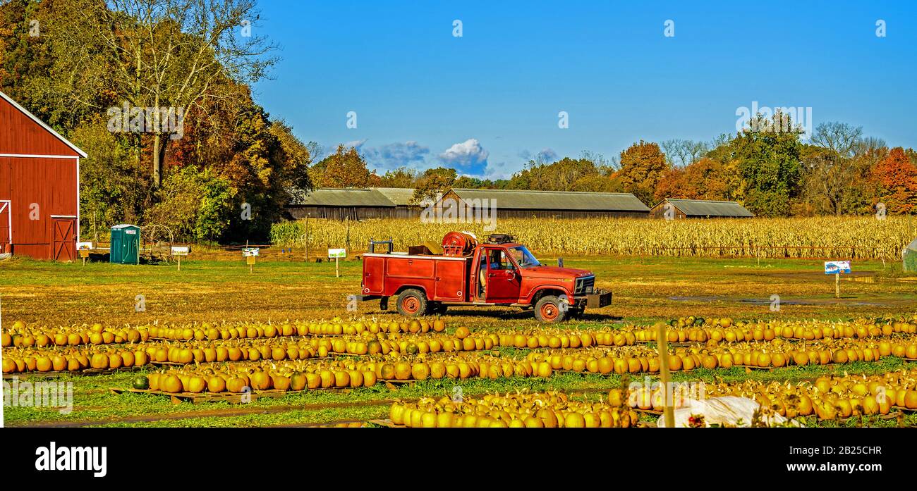red pick up truck on the farm in autumn, pumpkins on the ground, HD ...