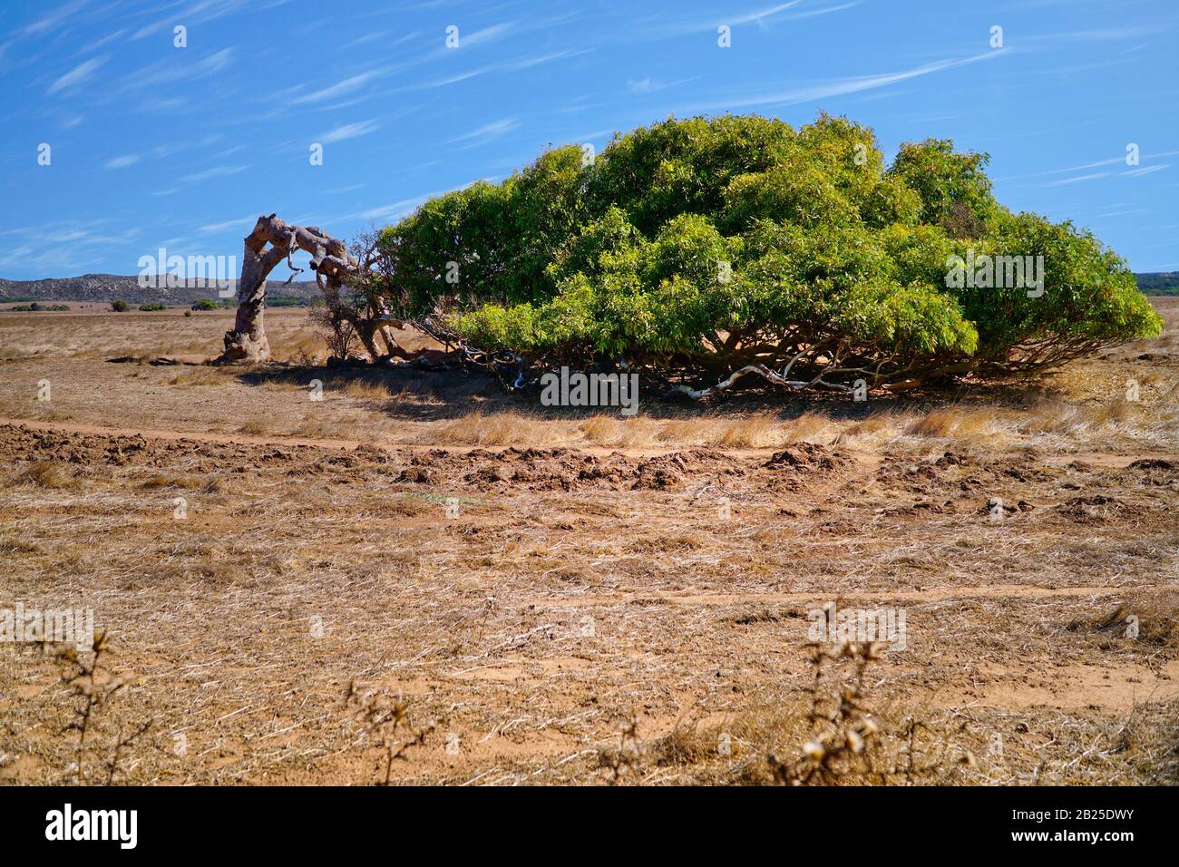 Leaning tree hi-res stock photography and images - Alamy
