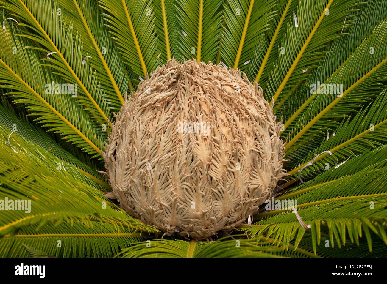 Sago Seeds