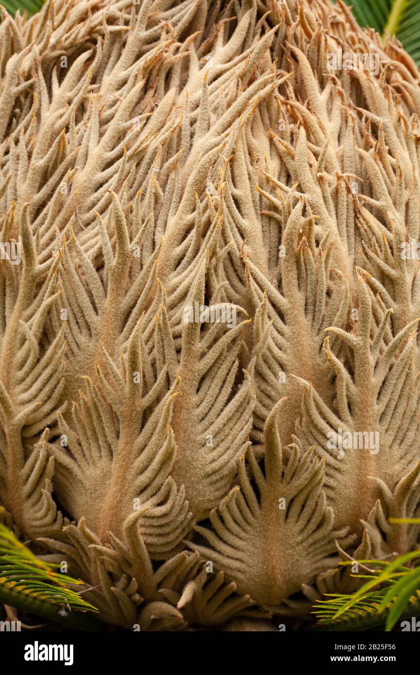 Seed cone of Cycas revoluta Cycad Stock Photo - Alamy