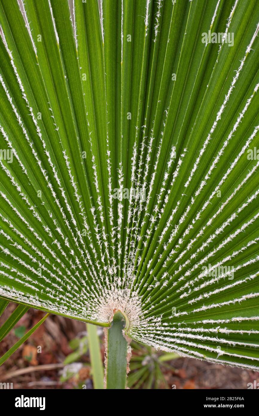 Trachycarpus hi-res stock photography and images - Alamy