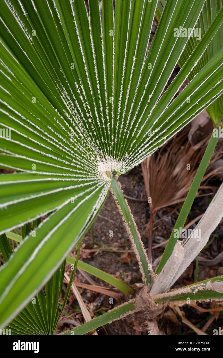 Trachycarpus fortunei foliage hi-res stock photography and images - Alamy