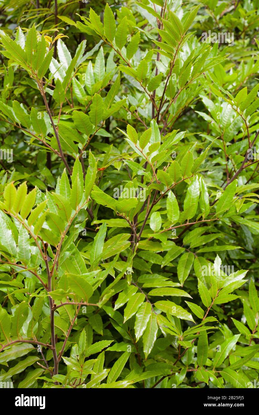 Alectryon excelsus Titoki Tree Leaves Stock Photo - Alamy