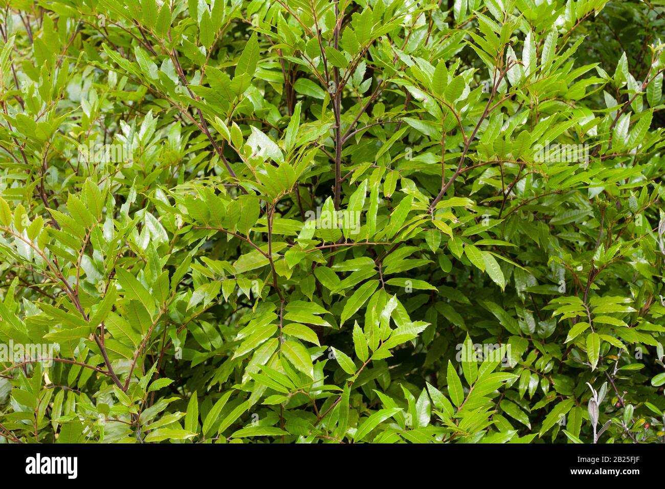 Alectryon excelsus Titoki Tree Leaves Stock Photo - Alamy