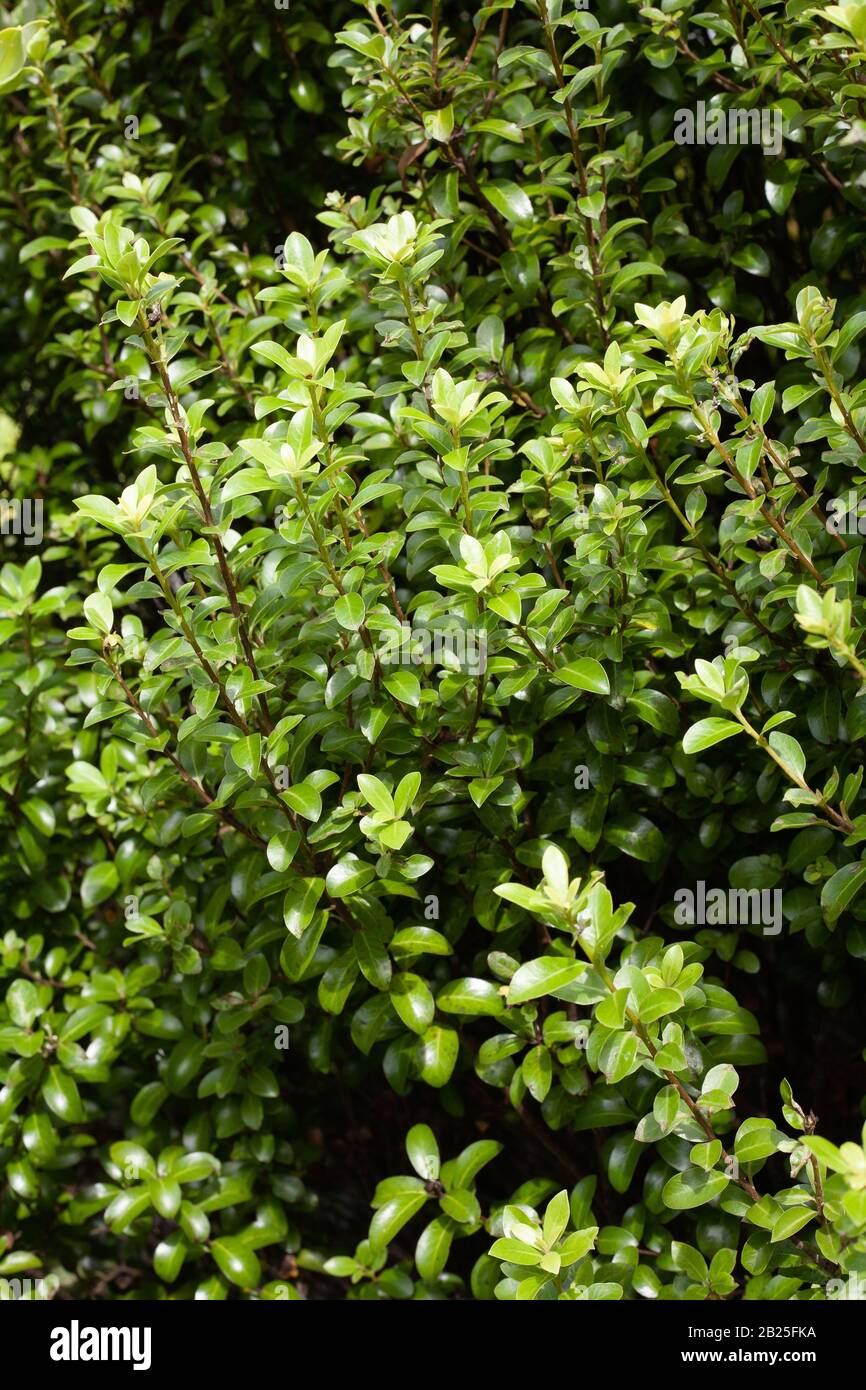 Pittosporum hedge hi-res stock photography and images - Alamy