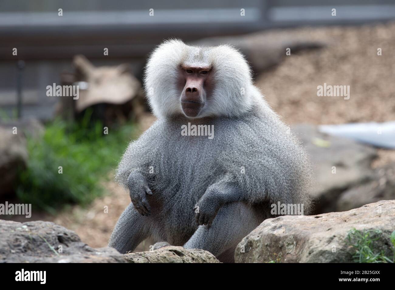 Male Baboon Young High Resolution Stock Photography and Images - Alamy