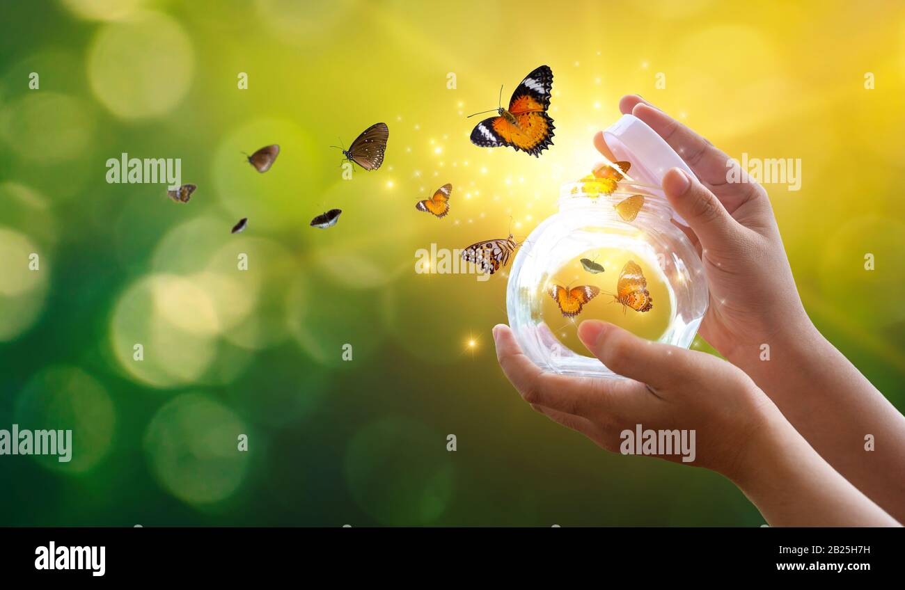 The girl frees the butterfly from the jar, golden blue moment Concept ...