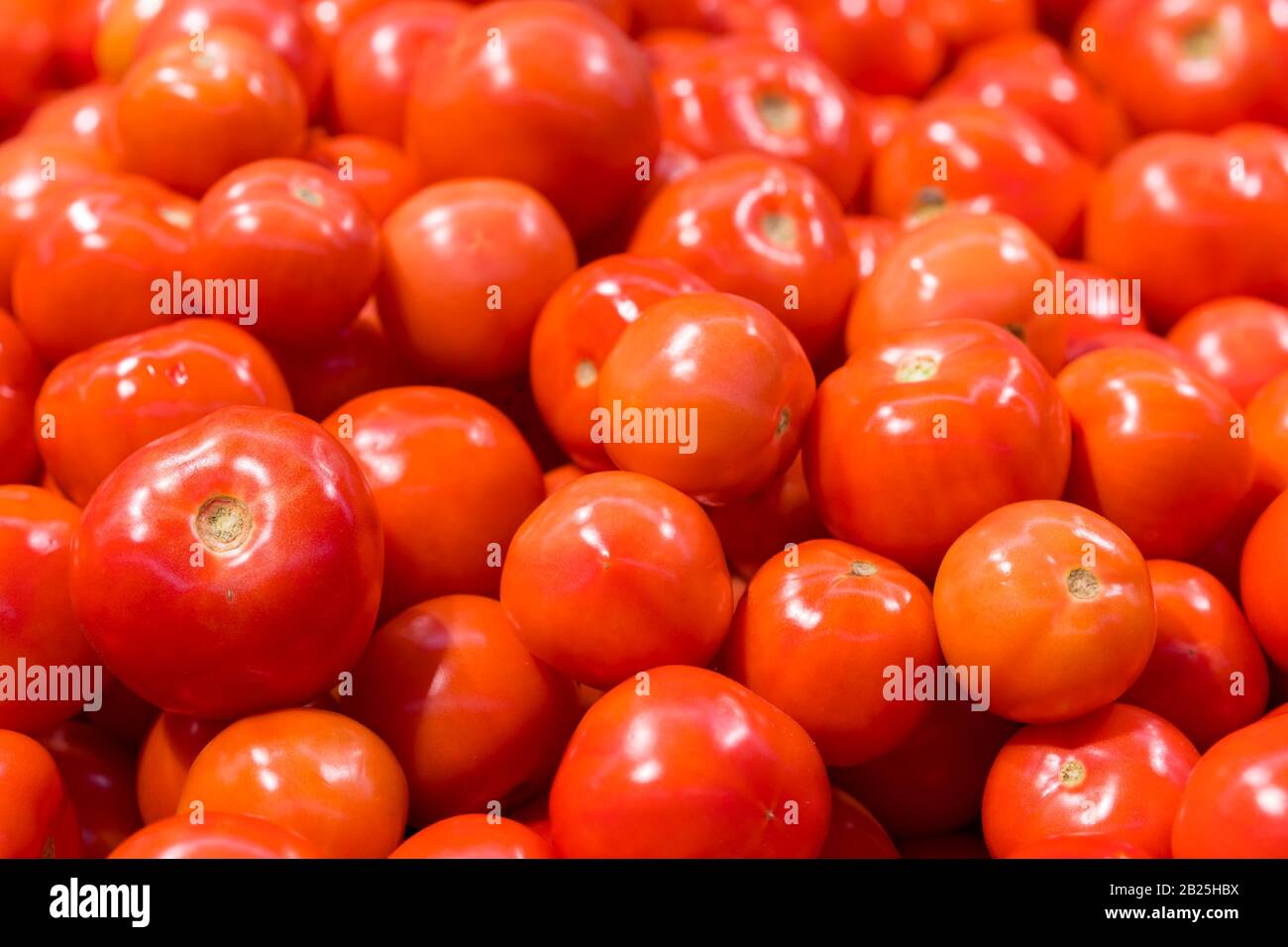 lots of tomatoes in the store. Showcase with tomatoes in a supermarket ...