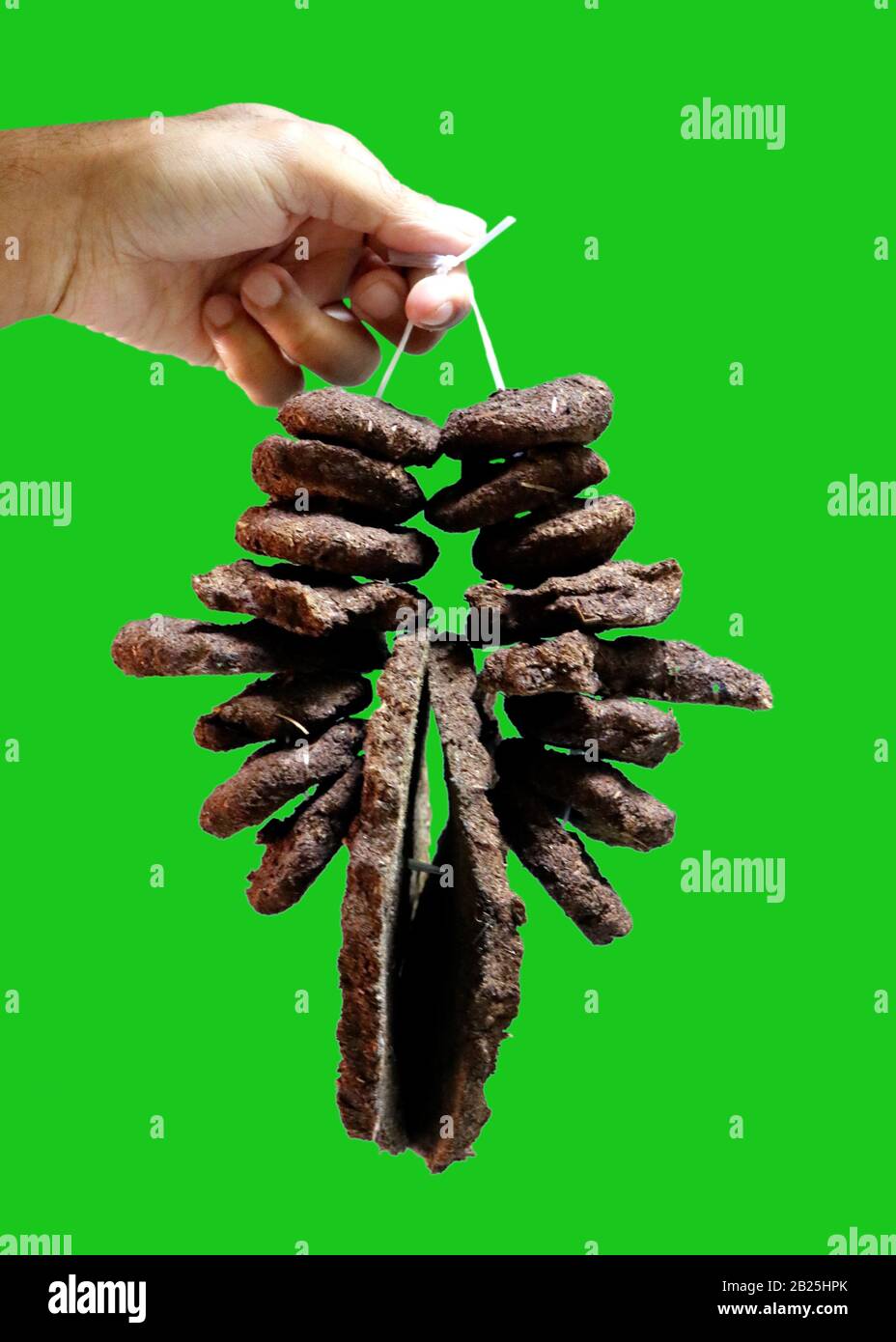 cows dunk image isolated in green background Stock Photo - Alamy