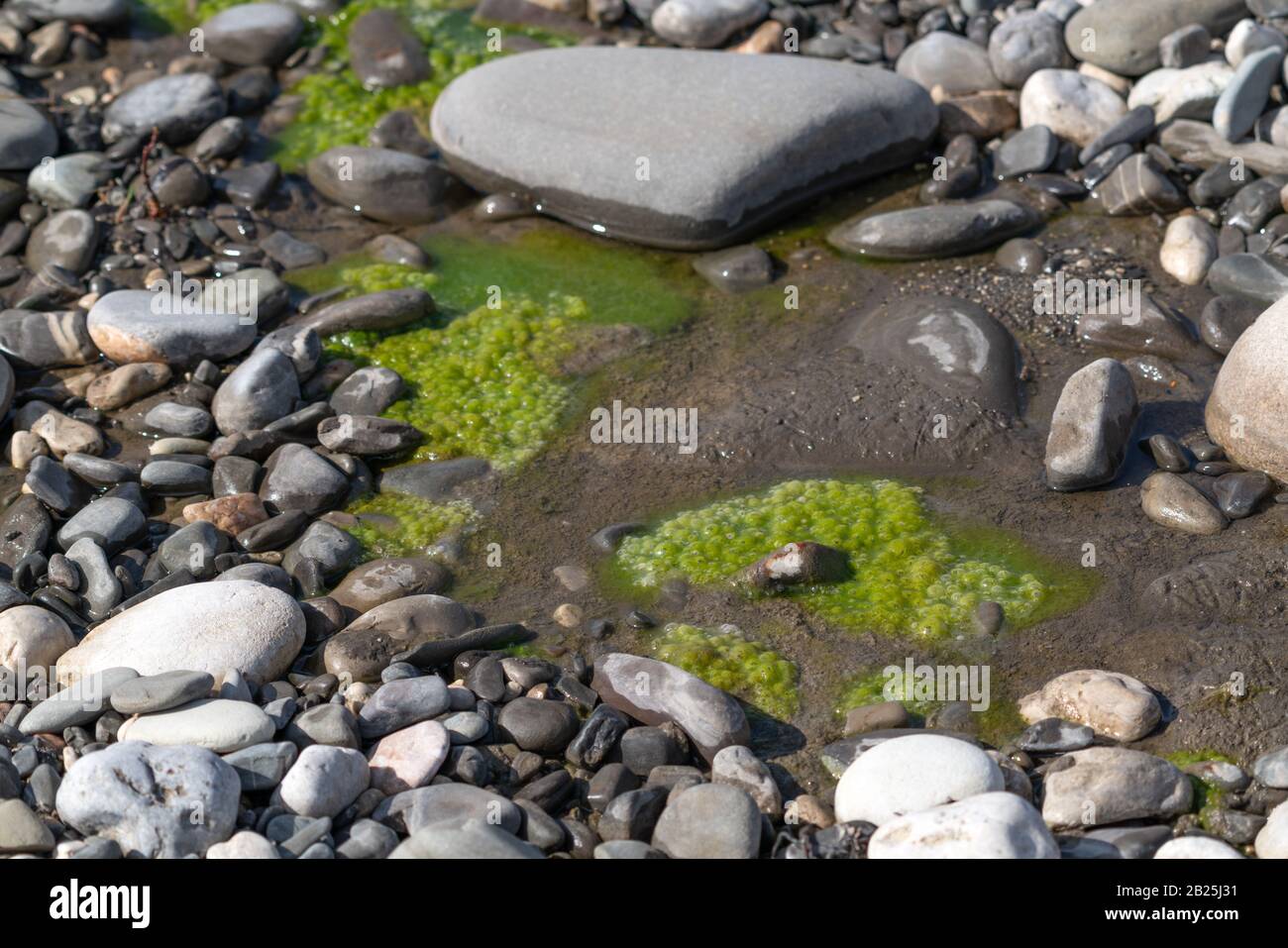 Flow river green algae hi-res stock photography and images - Alamy