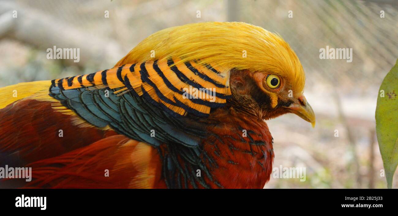 Chinese pheasant hi-res stock photography and images - Alamy