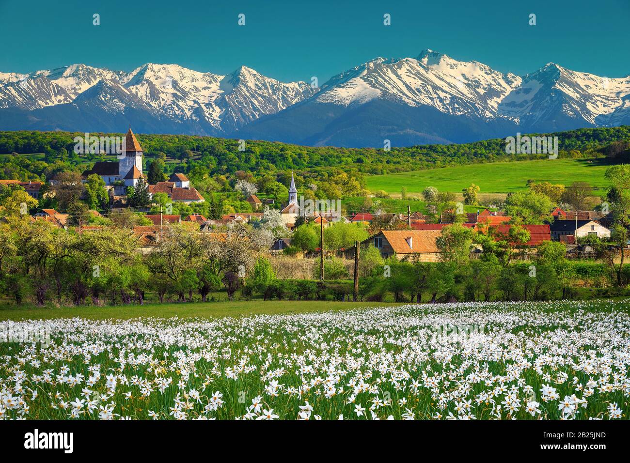 Majestic spring rural landscape with white daffodils field and high ...