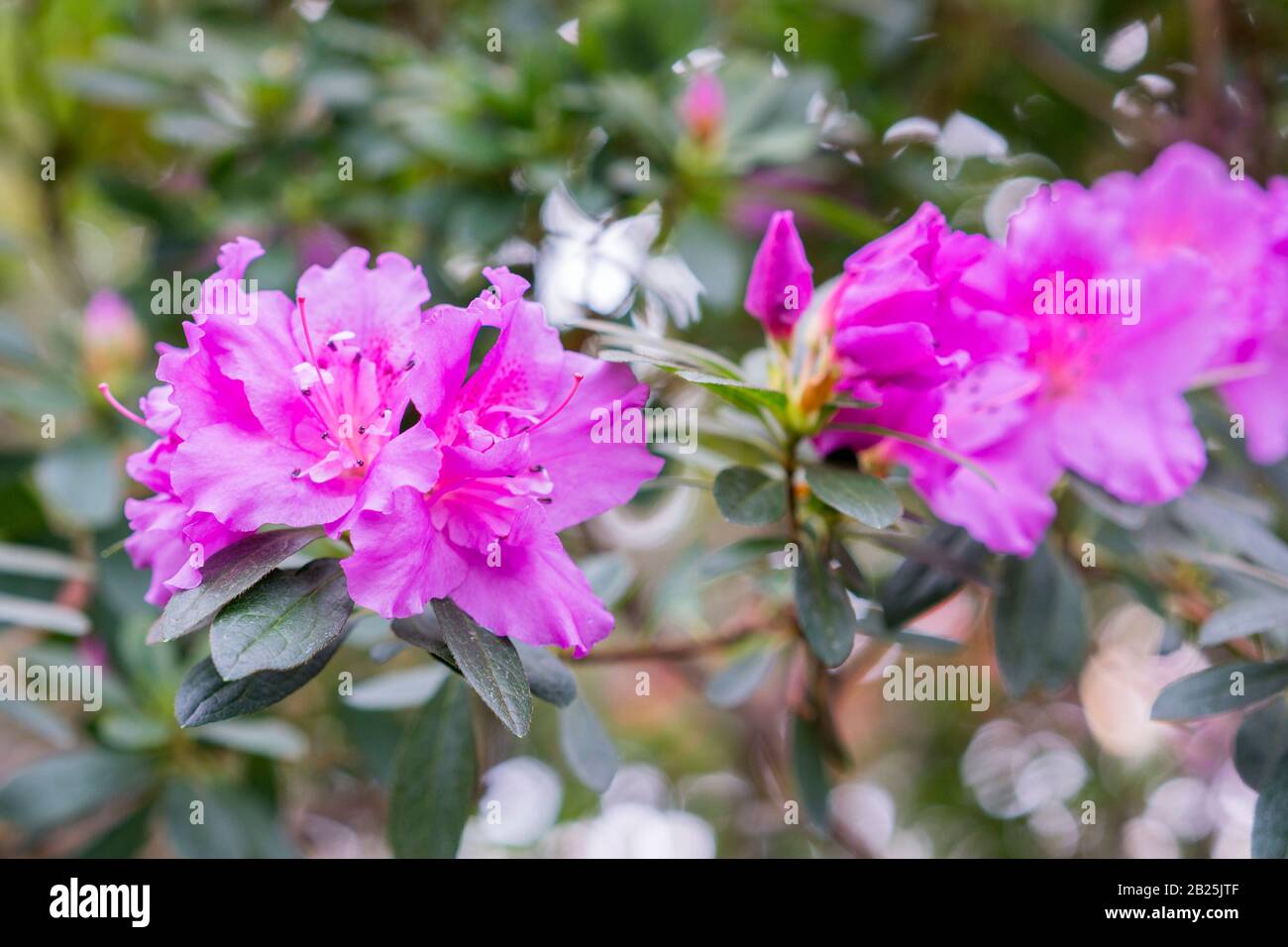 Violet azalea, concept of landscaping, bush of blooming azalea ...