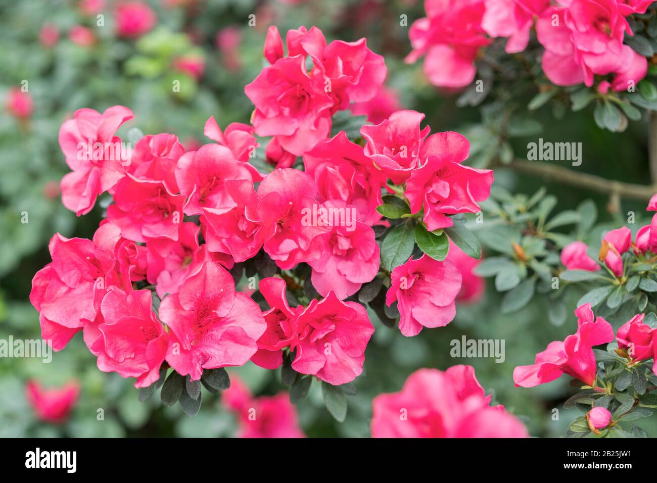 red azalea, gardening concept, bush of blooming azalea, background for ...