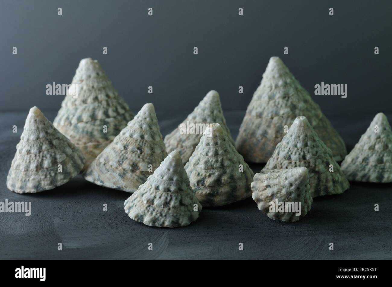 Cone shaped shell hi-res stock photography and images - Alamy