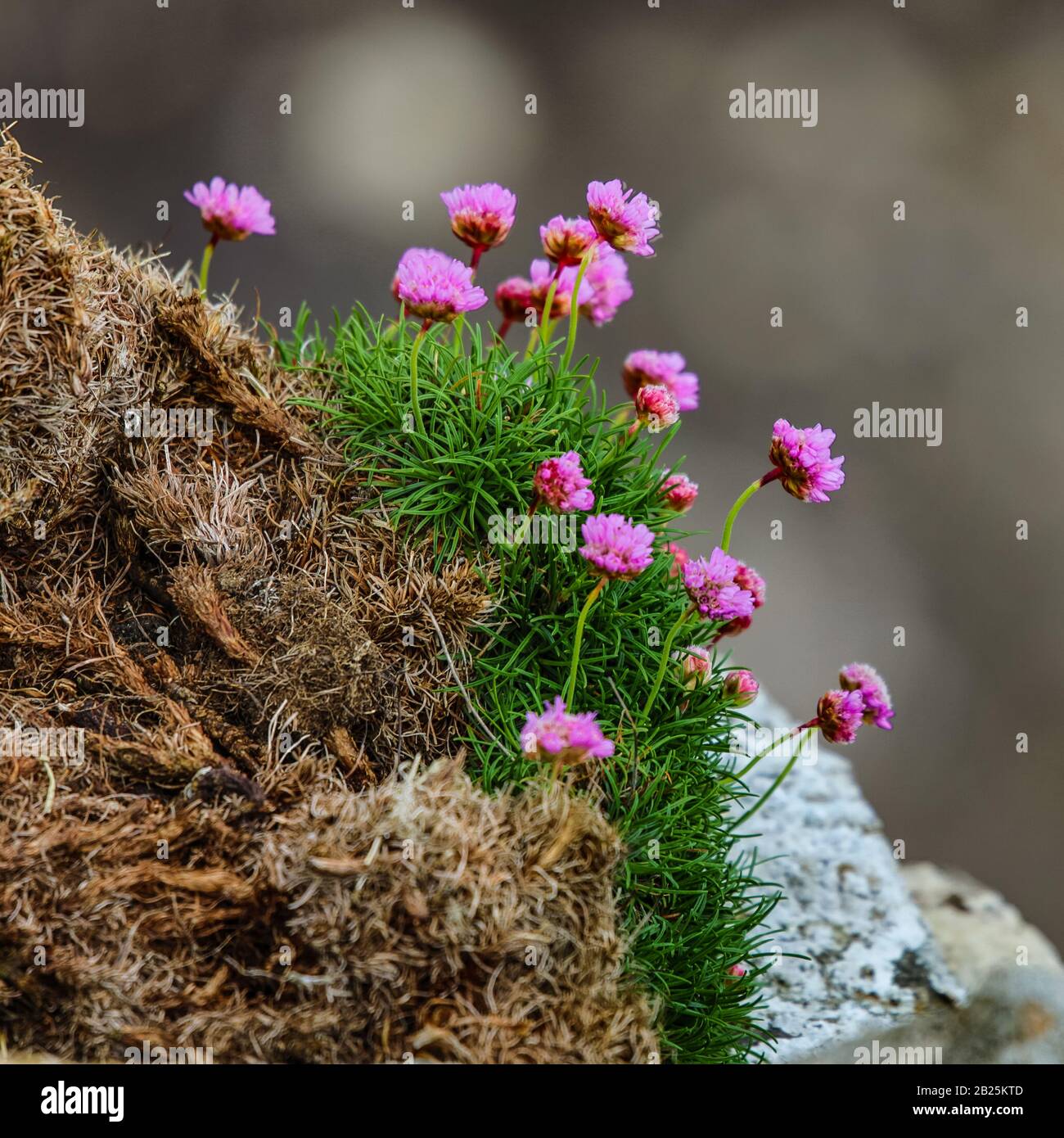 Traditional Scottish Mountains Flowers and bushes close-up Stock Photo ...