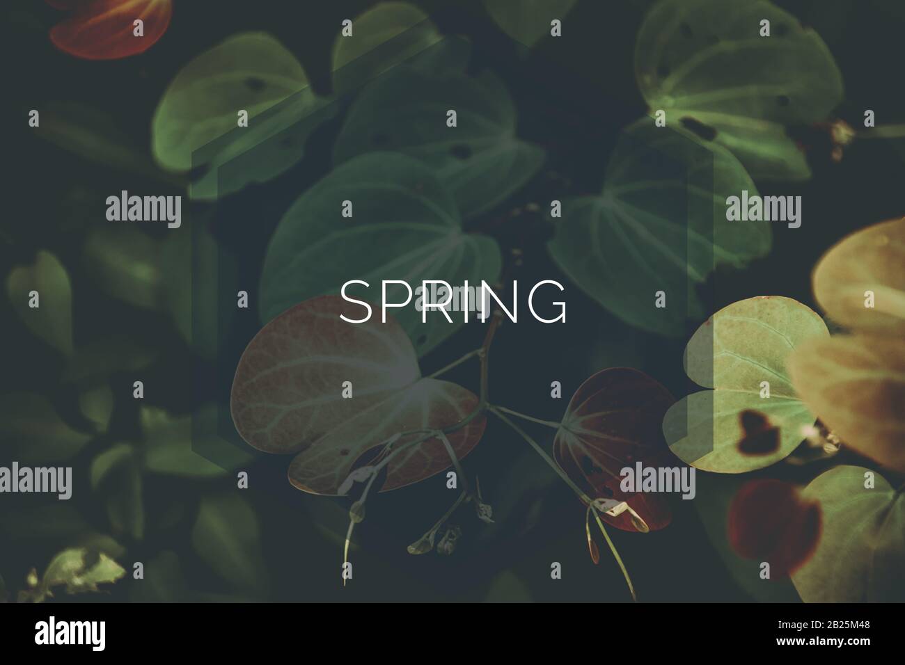 Dark and moody tropical Spring themed typography background Stock Photo ...