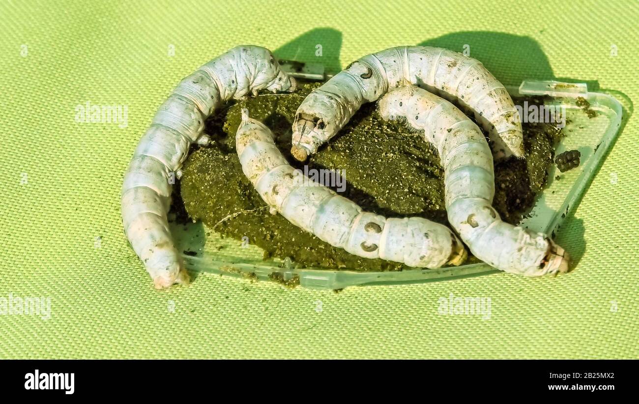 Silkworms feeding on a vegetal paste of white mulberry tree. The silk ...