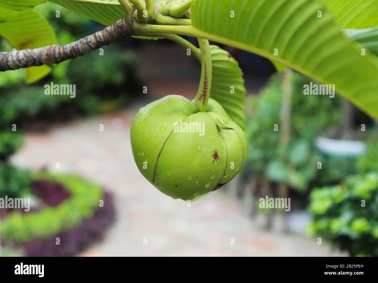 Dillenia indica fruit one the tree. Elephant apple fruit Stock Photo ...