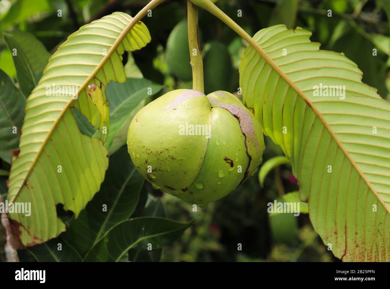Elephant Apple Fruit
