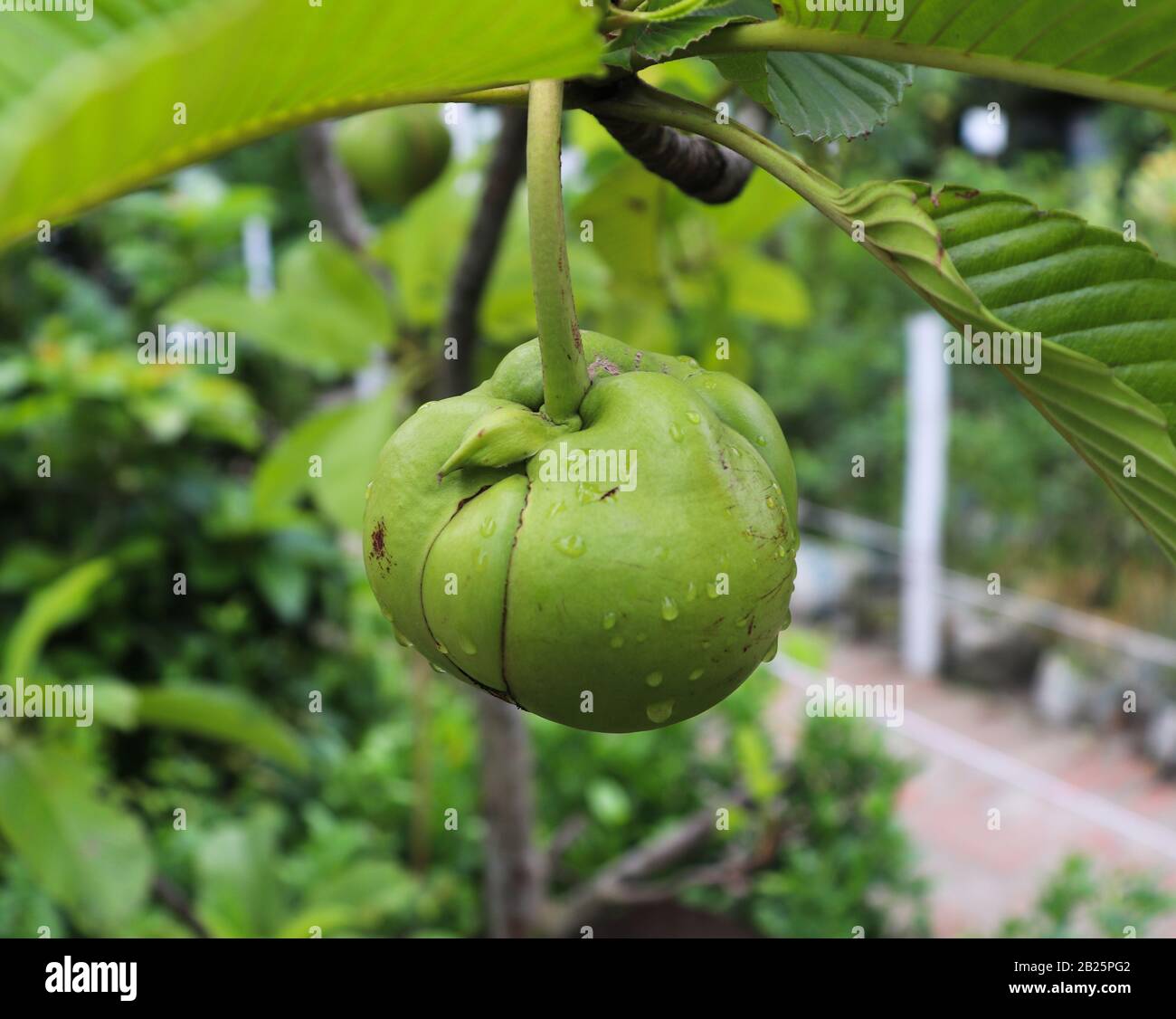 Elephant Apple Fruit