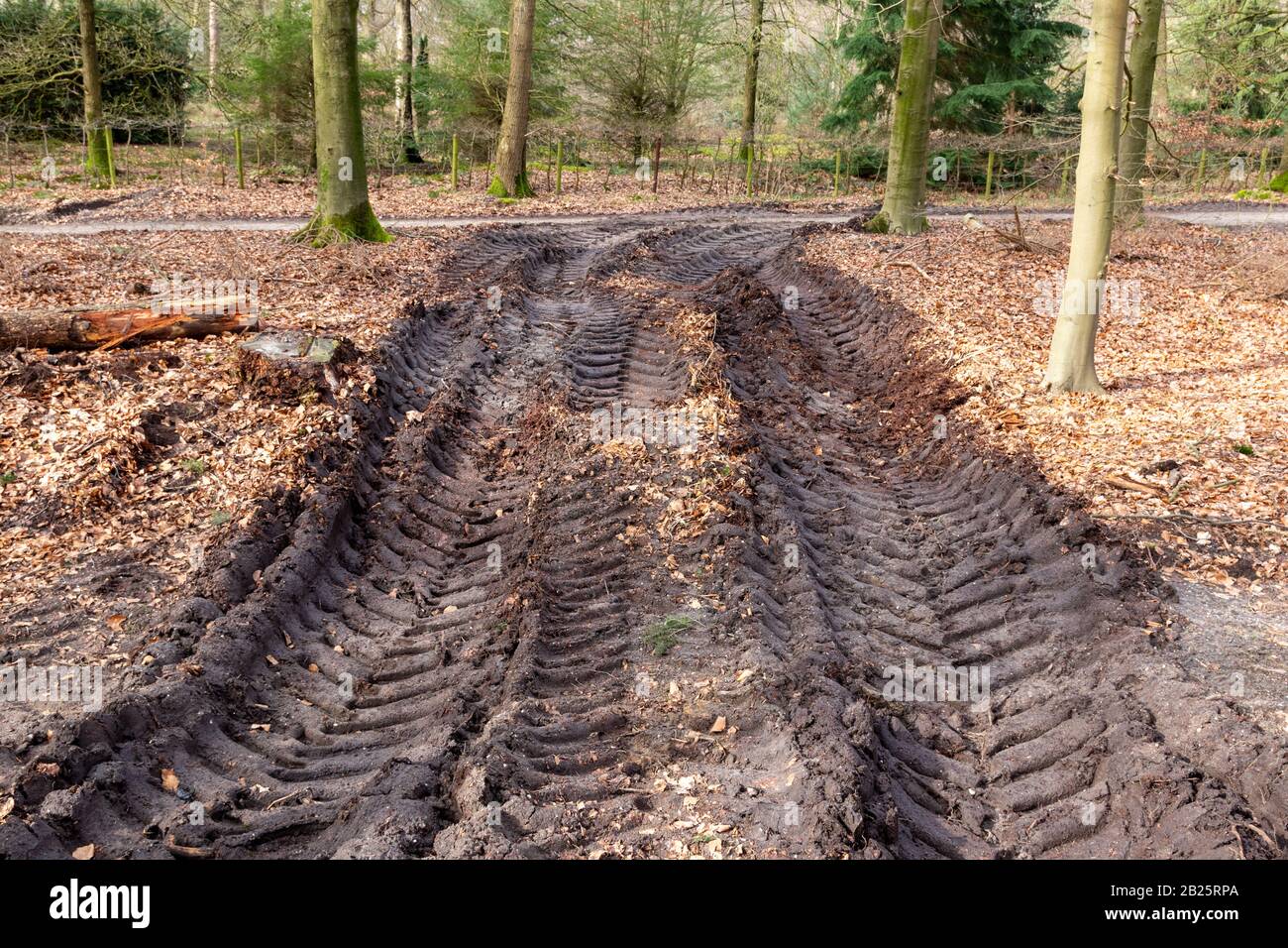Wide shot of skidder tire tracks along muddy logging trail leading to ...