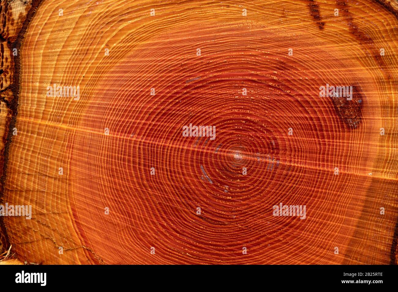 Annual growth rings on logged tree Stock Photo - Alamy