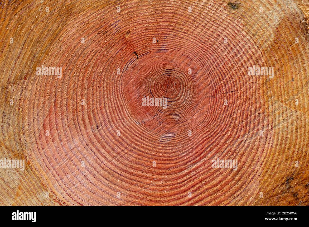 Annual growth rings on logged tree Stock Photo - Alamy
