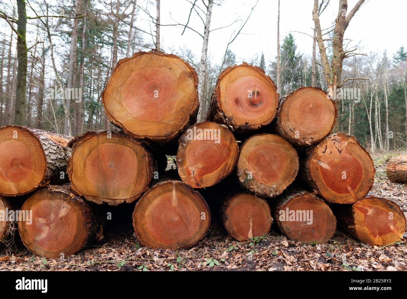 Large stack of logged pine tree wood showing annual growth rings Stock ...