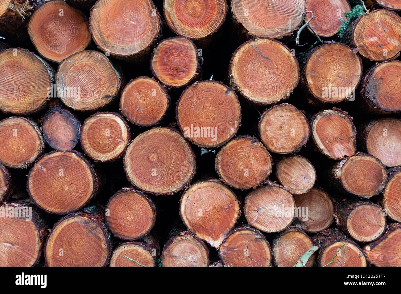 Large stack of logged pine tree wood showing annual growth rings Stock ...