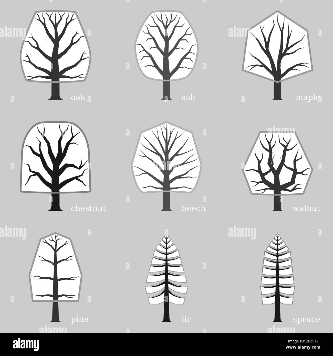 Canopy of maple trees Stock Vector Images - Alamy