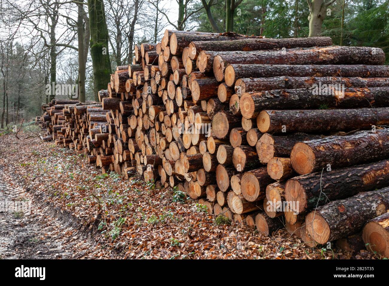 Pile logged tree trunks hi-res stock photography and images - Alamy