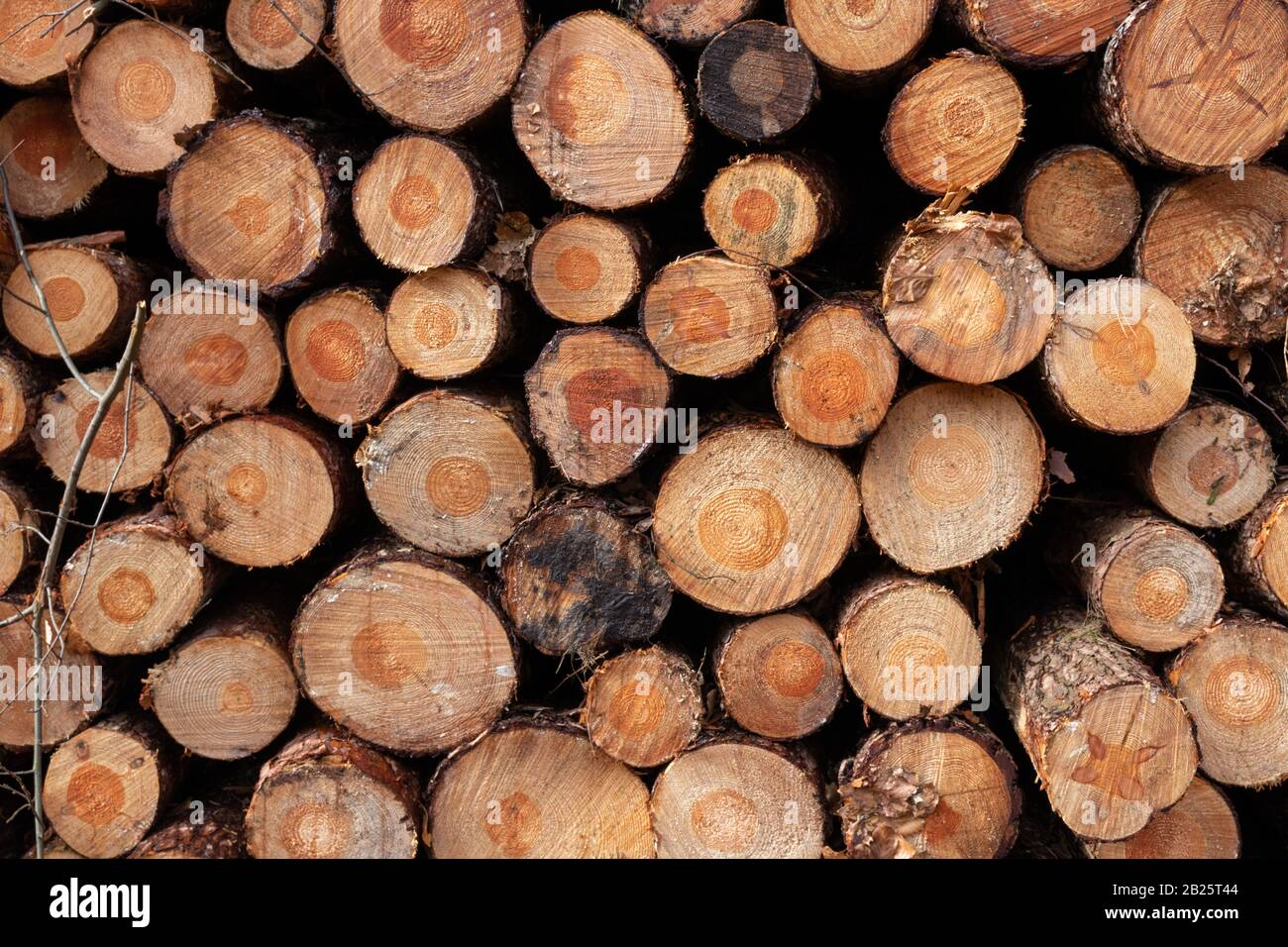 Large stack of logged pine tree wood showing annual growth rings Stock ...