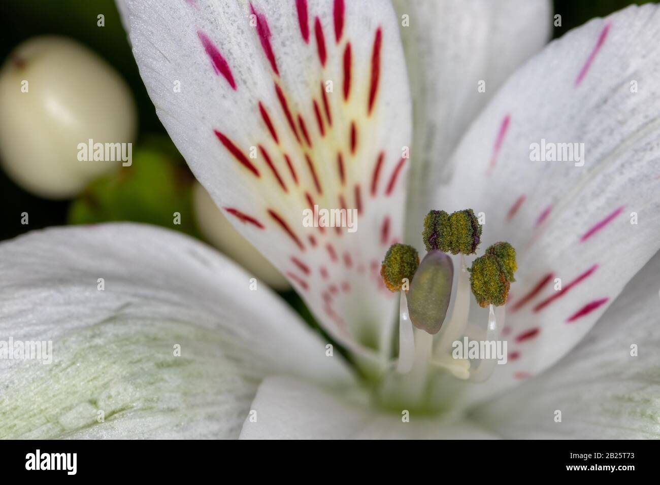 Macro of detail of flower with pollen on stems Stock Photo - Alamy