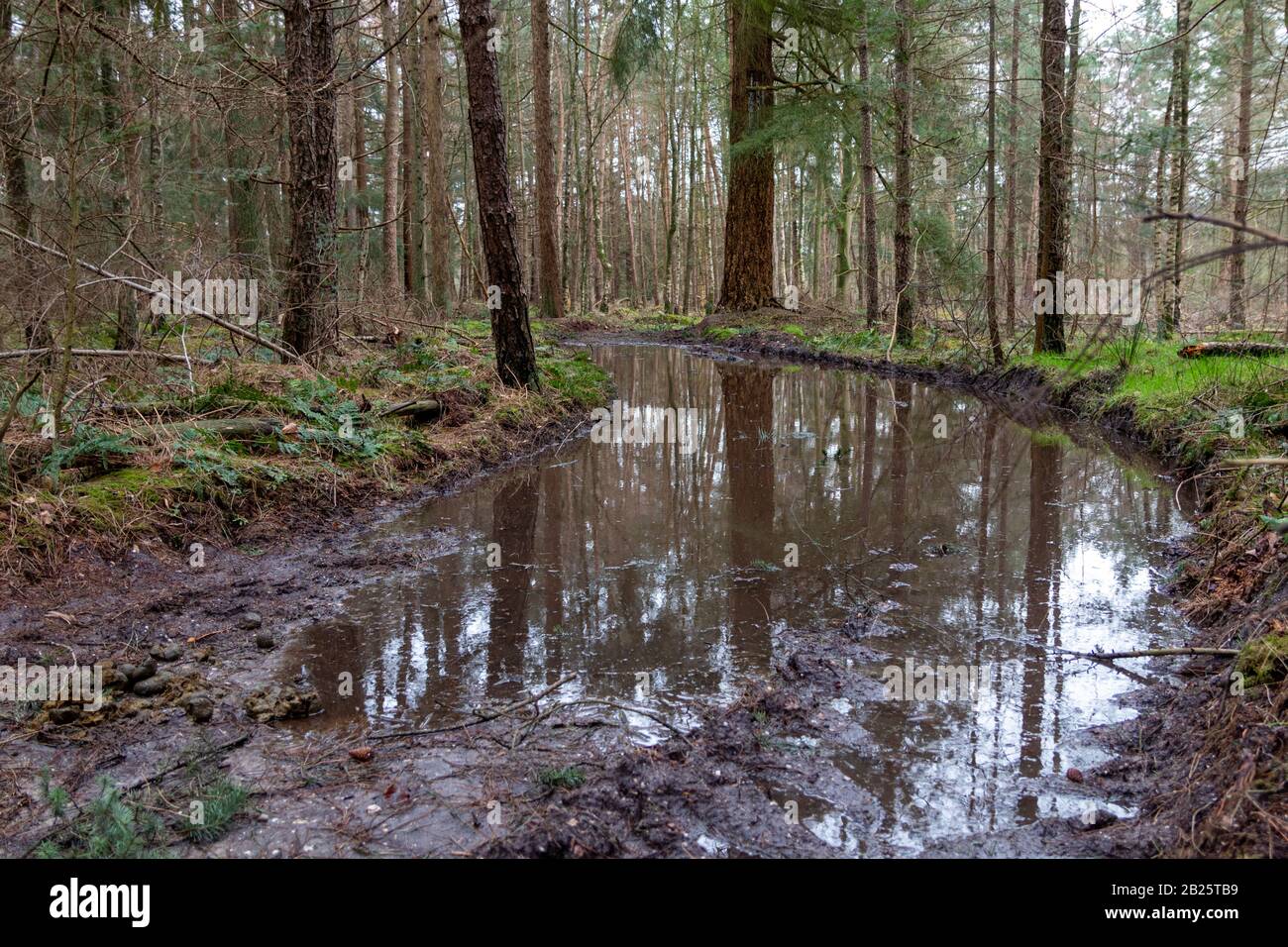Flooded forest trail hi-res stock photography and images - Alamy