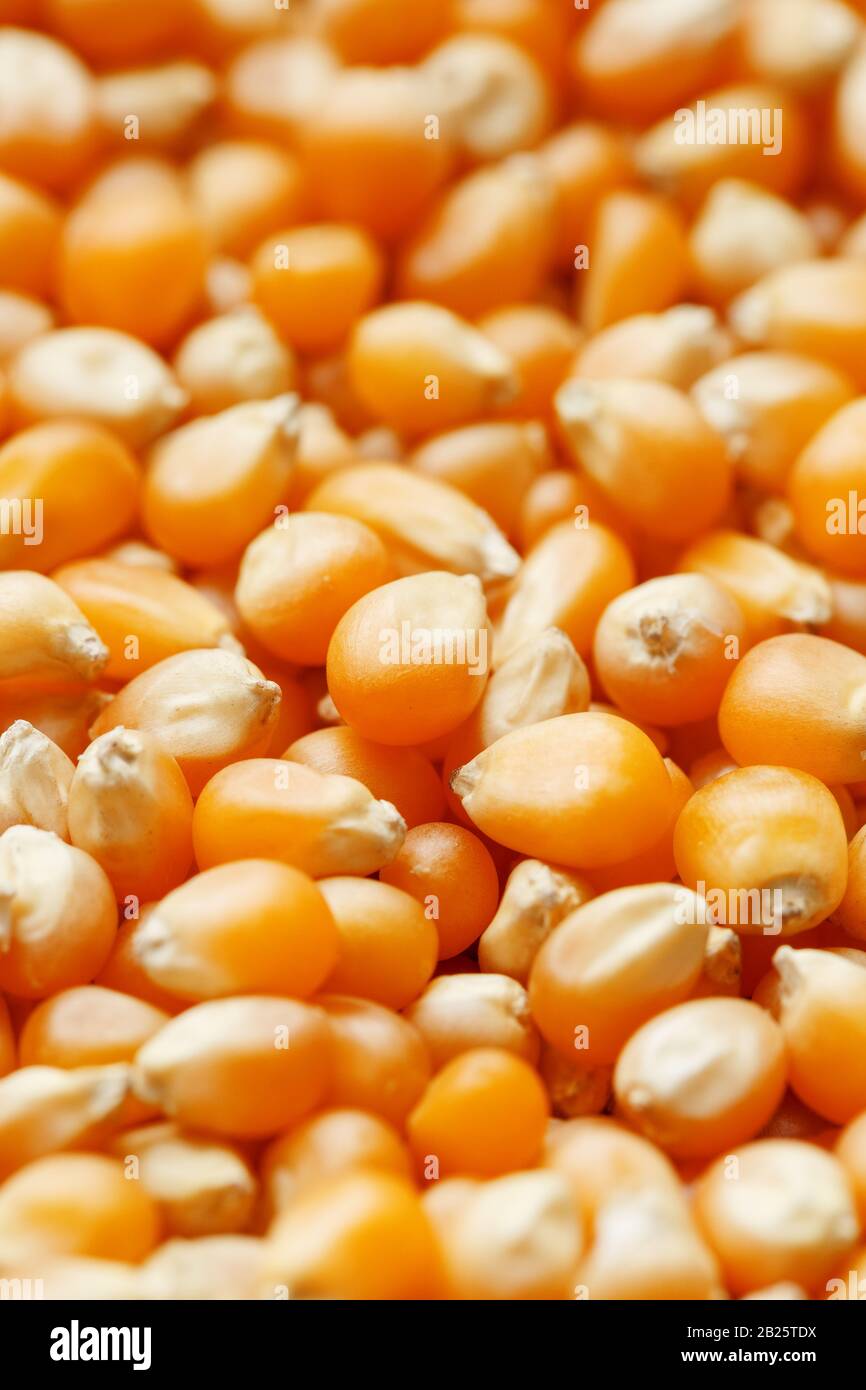 Golden corn seeds, background and texture of popcorn. Before watching a ...