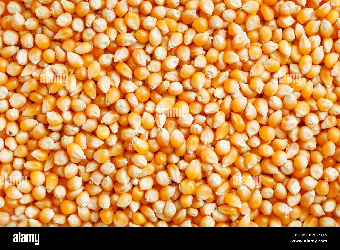 Golden corn seeds, background and texture of popcorn. Before watching a ...