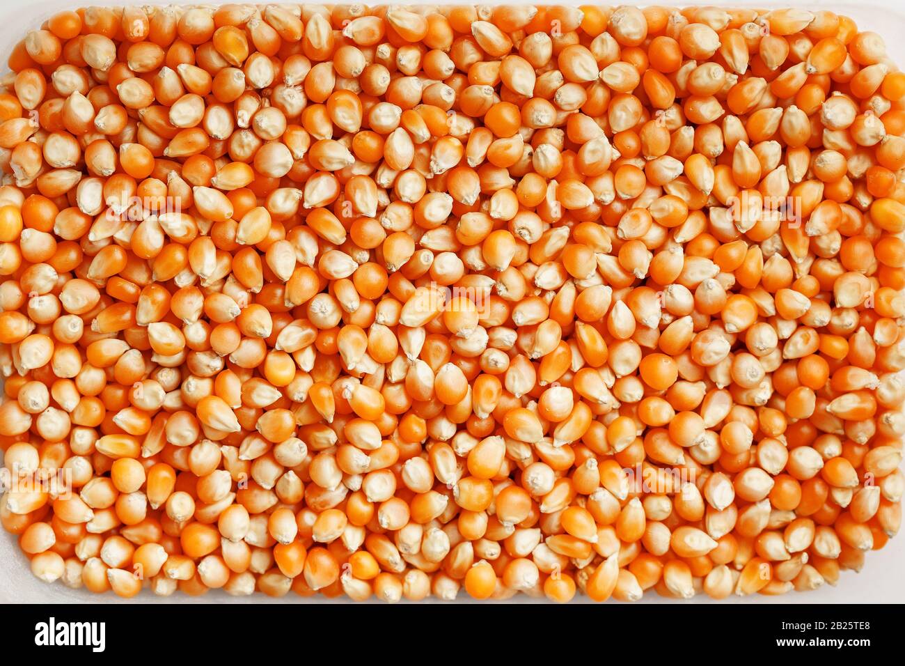 Golden corn seeds, background and texture of popcorn. Before watching a ...