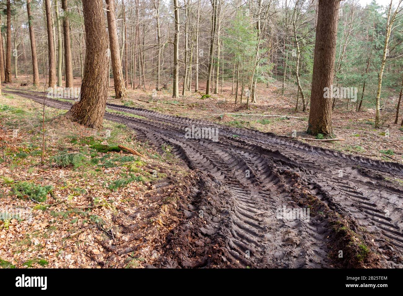 Skidder tire tracks along muddy logging trail junction in pine forest ...