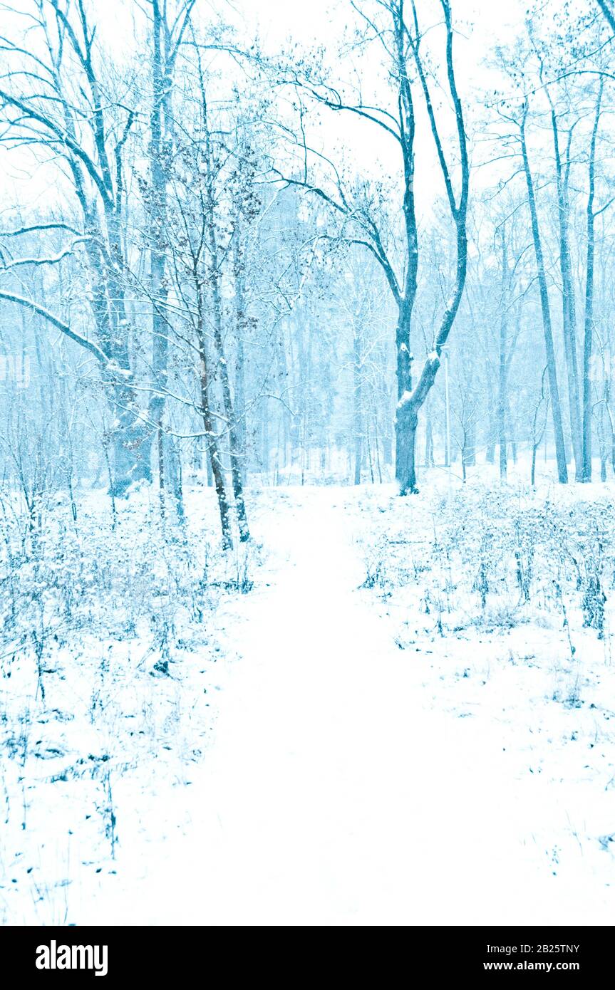 Noir forest hi-res stock photography and images - Alamy