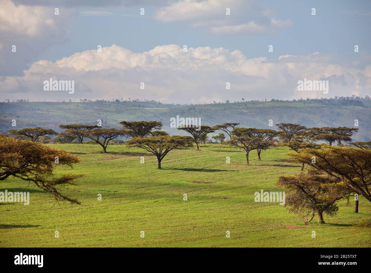 African landscapes -hot yellow bush, trees and blue sky. Conceptual ...
