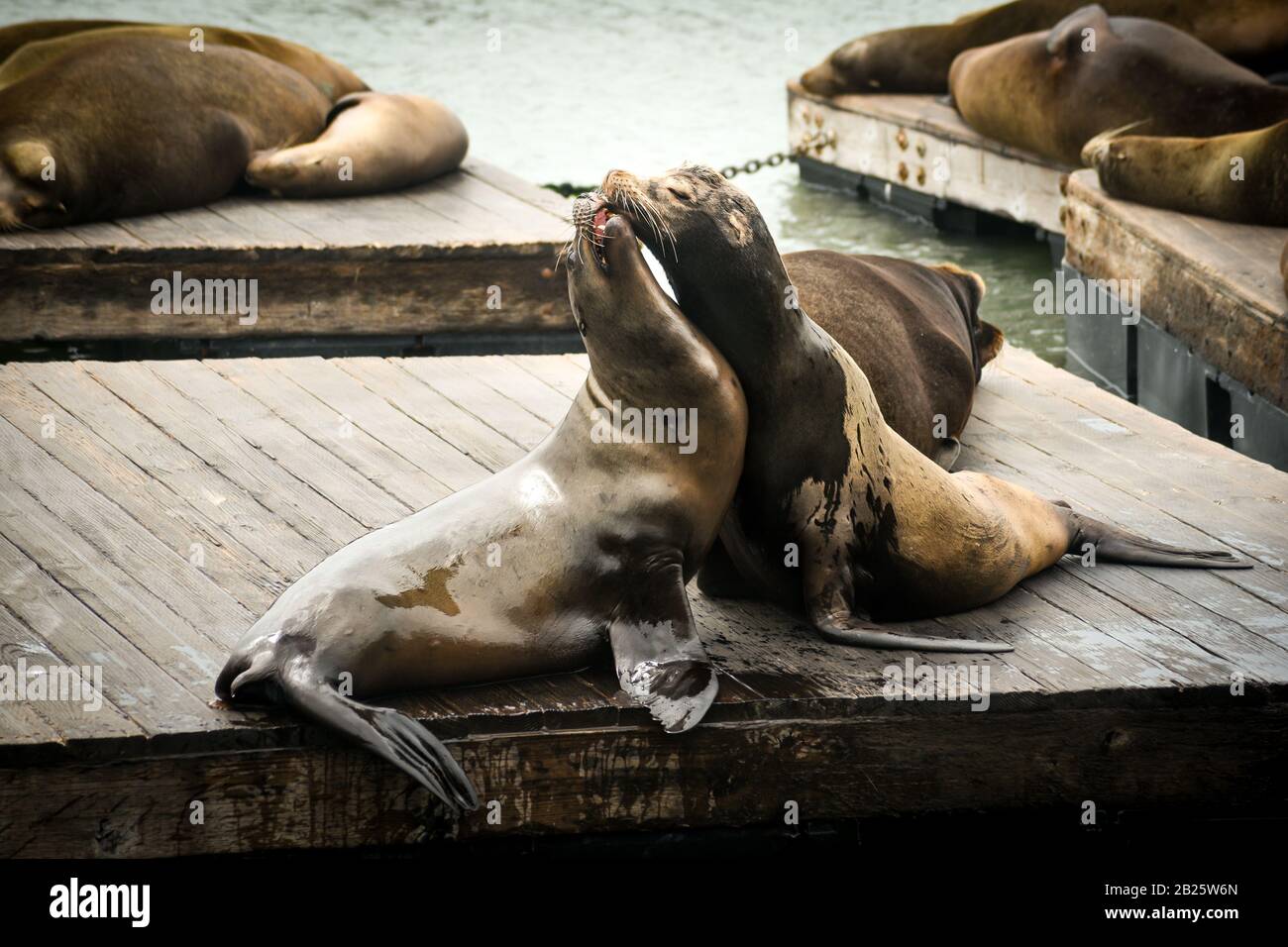 Love between seals hi-res stock photography and images - Alamy